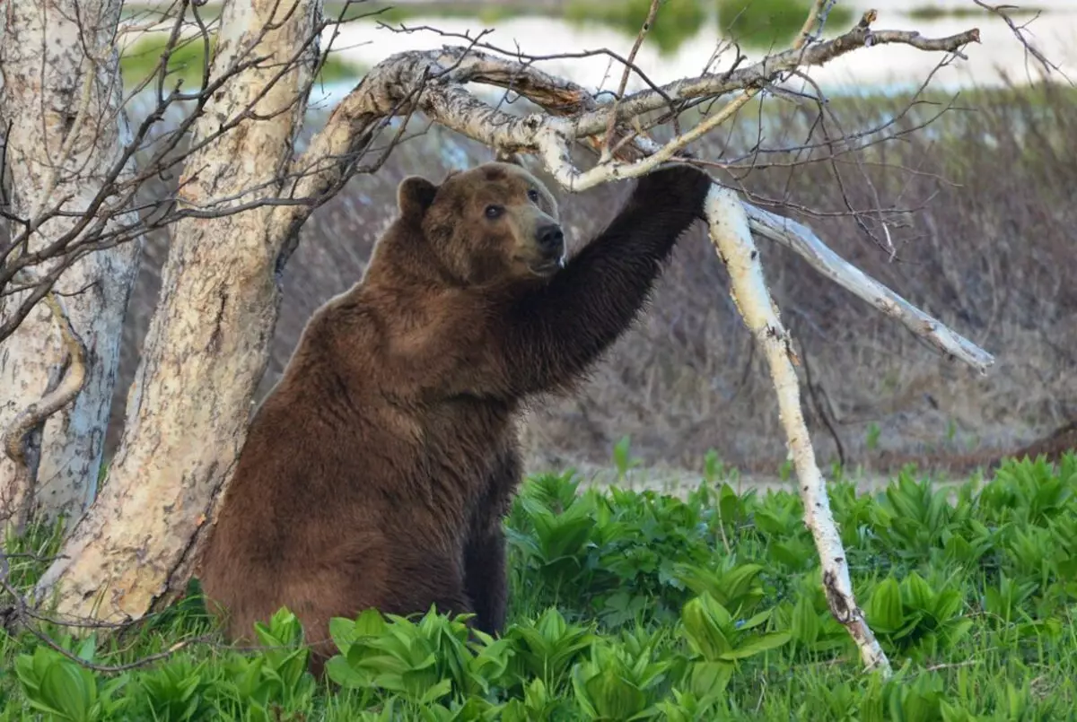 Bears da Sochi Trattare dalla dipendenza da alcol