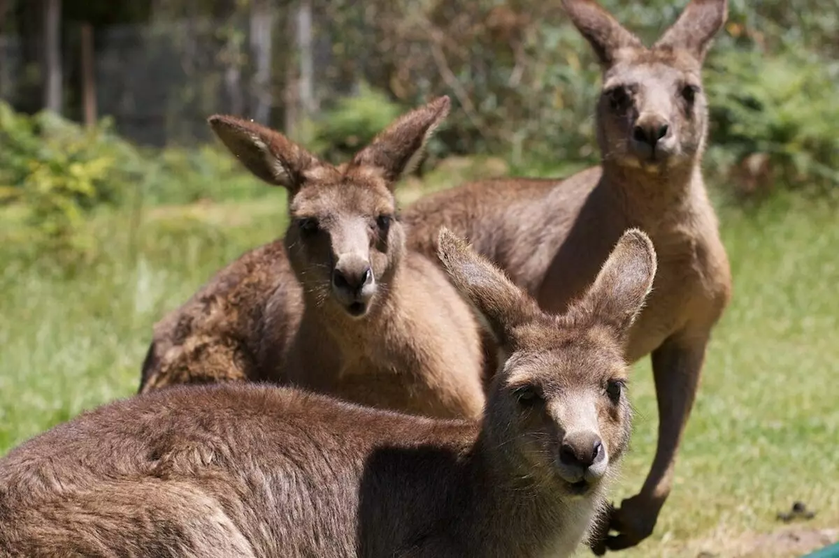 Kangaroo сул-handers булып чыкты