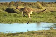 Flying-kangaroo.jpg.