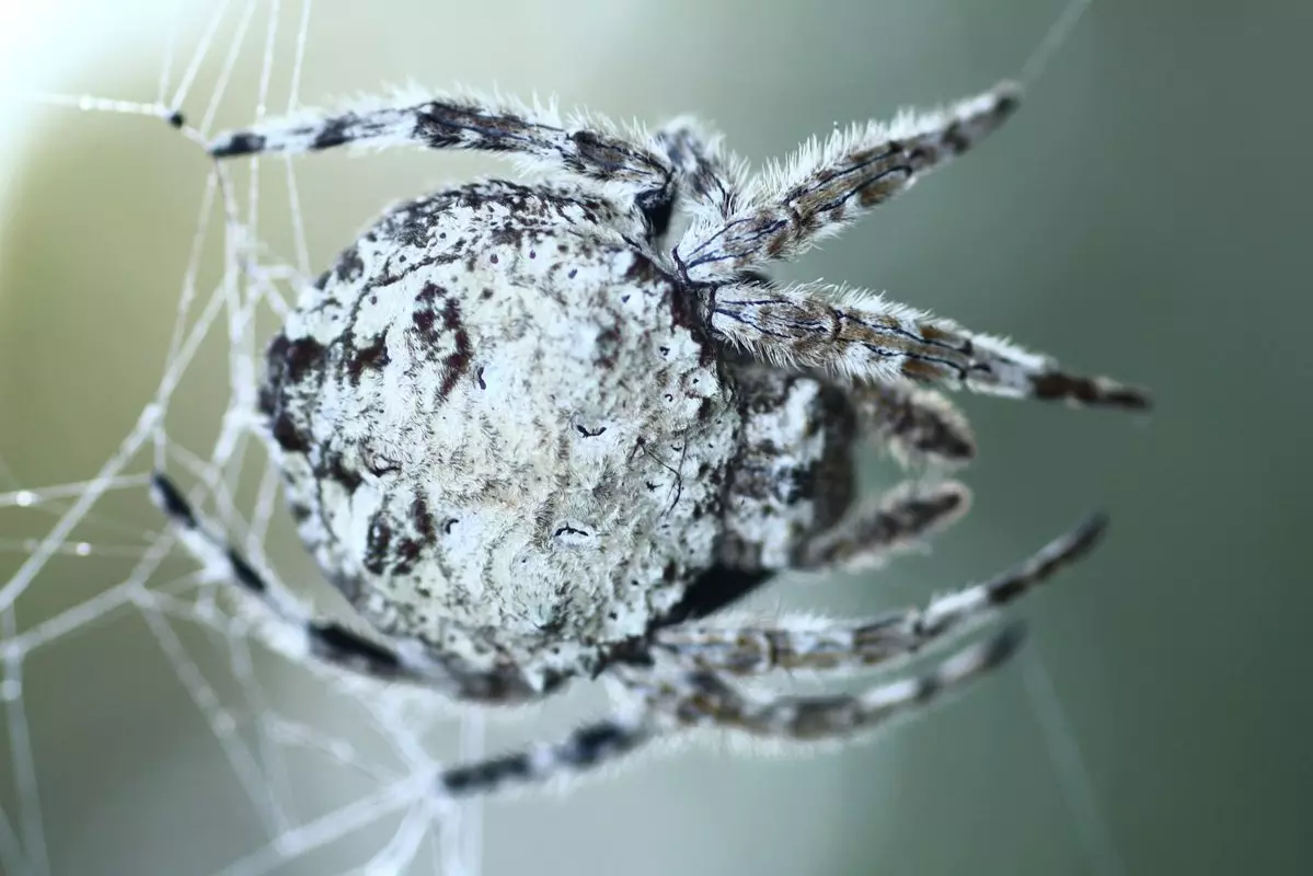 Déi de gréisste Cobweb op der Welt brécht