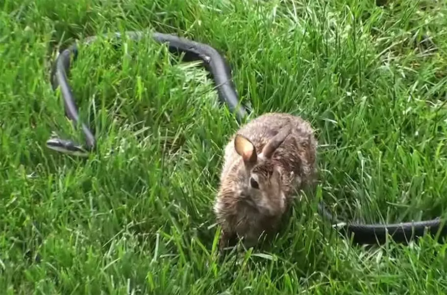 토끼는 뱀과 싸움에서 새끼를 때렸다.