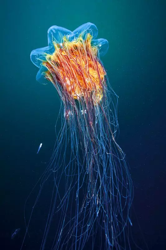 Kev Ua Si rau cov qaib: Zoo nkauj-jellyfish thiab lwm cov neeg tsis zoo ntawm lub hiav txwv ntawm Okhotsk