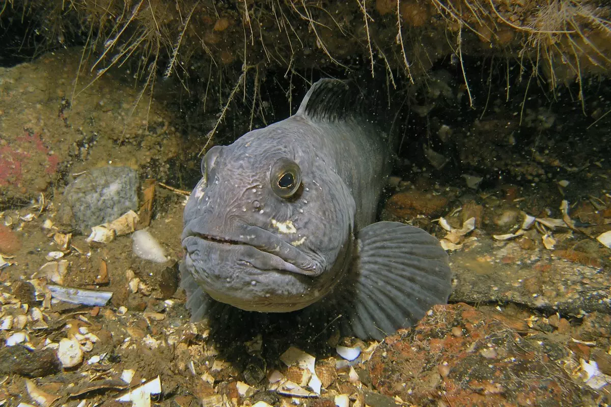 Di Laut Barents Tidak ada ikan radioaktif