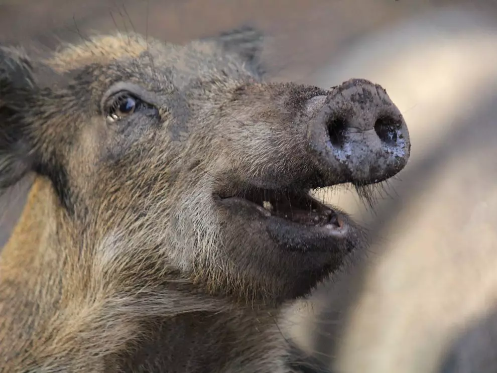 Animalele din grădina zoologică chineză prezice cutremurele