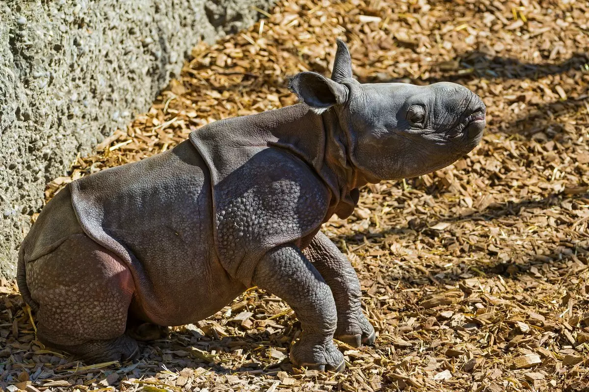 Jauni vieninteliai Rhinoceros išgelbėjo Indijoje