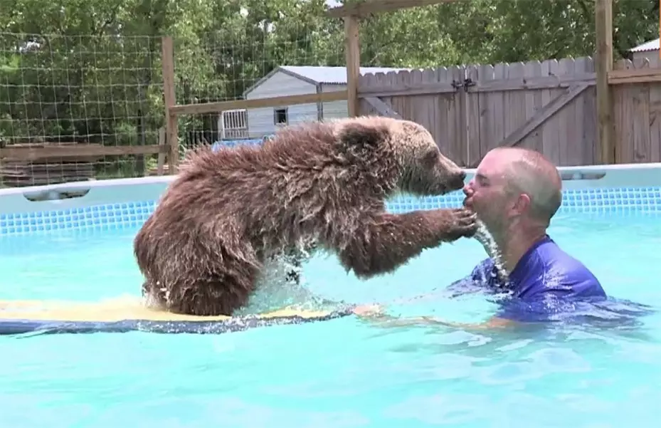 Ang oso nag-master sa surfboard