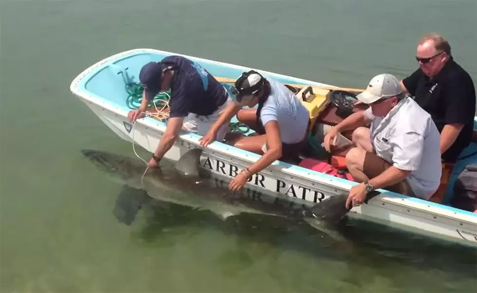 På stranden i USA reddet Shark-Eater