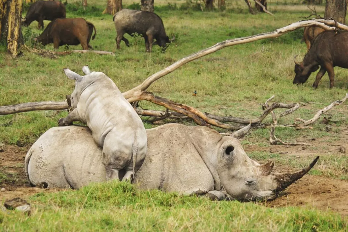 Rhinos는 Poachers에서 스파이 될 것입니다