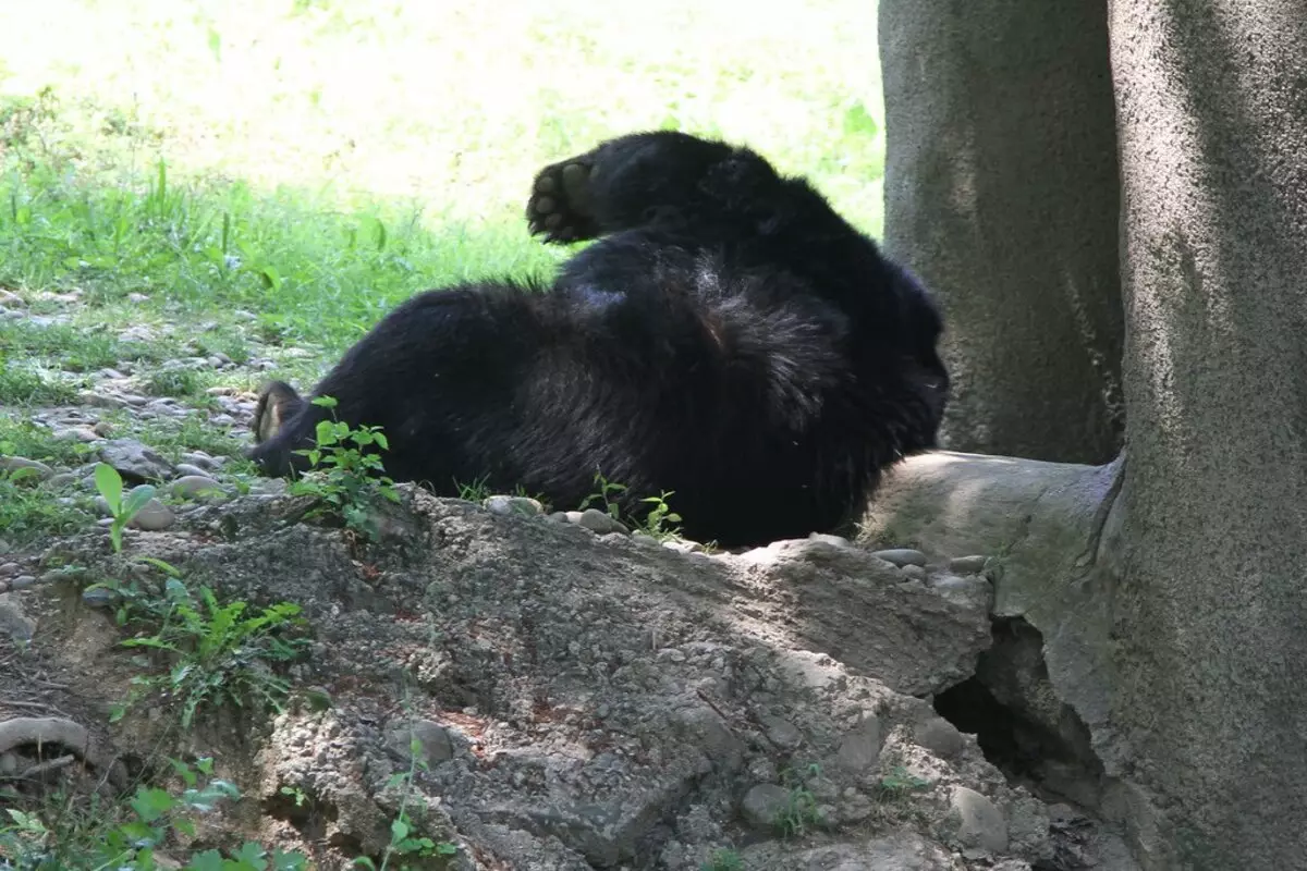 Beruang mencuri makanan anjing dan tertidur di tempat kejadian