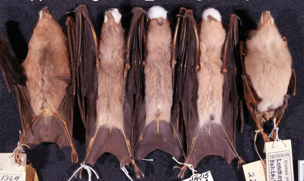 Bats tilbrakte 100 år ventet til de blir notert