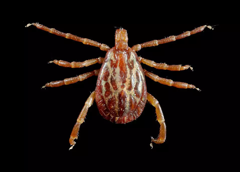 How to safely remove ticks