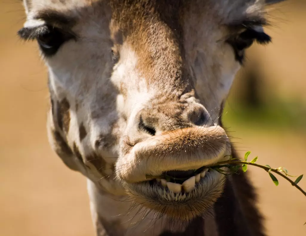 V obyvateľoch zoo v Grécku končí jedlo