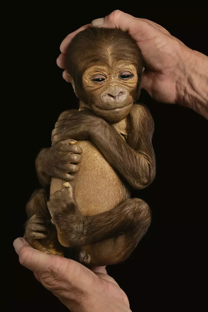 TAXIdermisten: Poaknier meallingen as fee-rêders? 6672_3