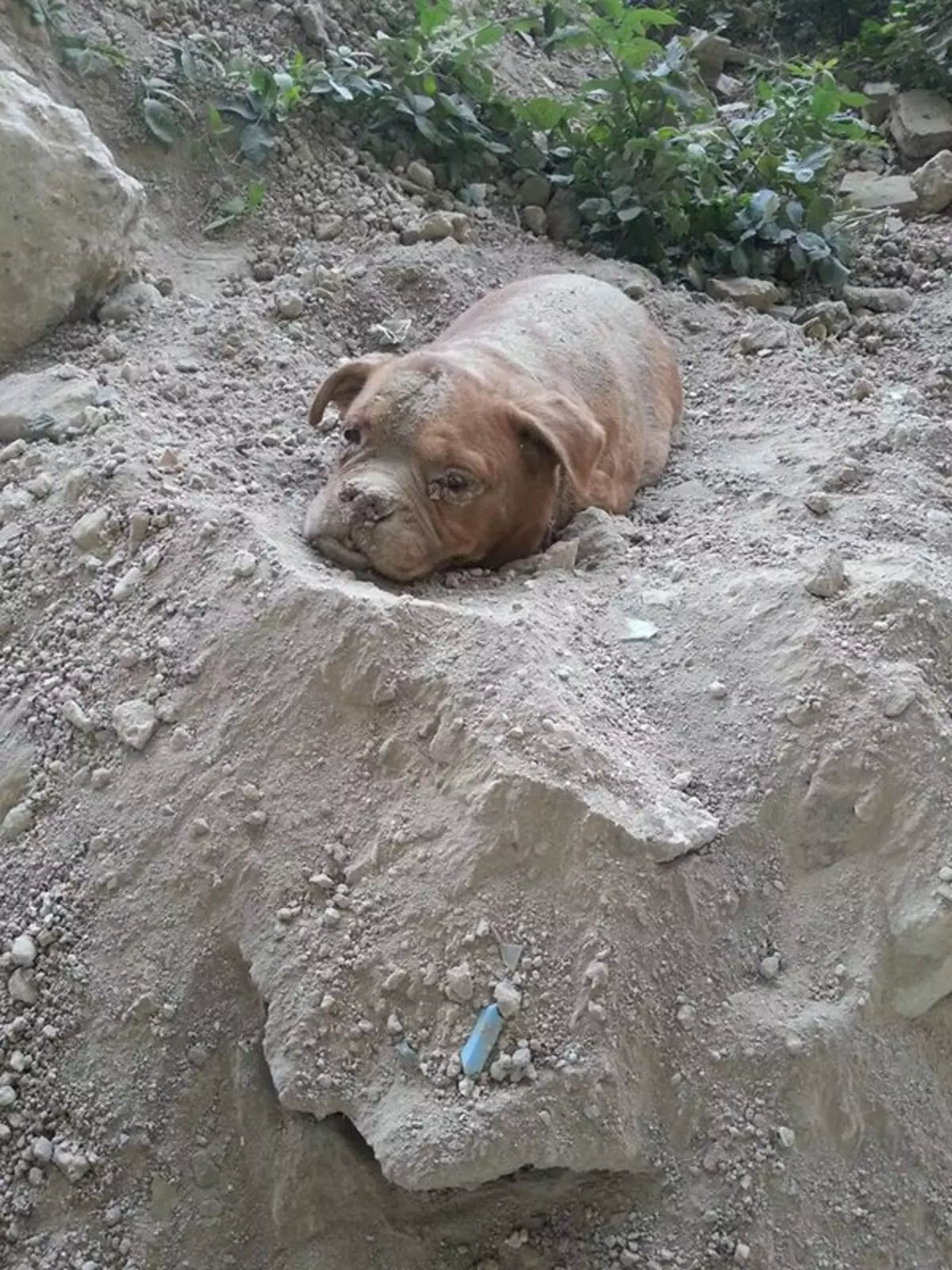 Ֆրանսիայում հին հիվանդի շունը կենդանի էր թաղված