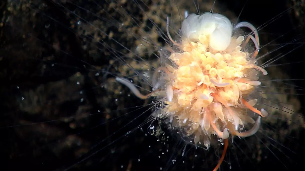 "Létající těstoviny monstrum" z mořského dna: video