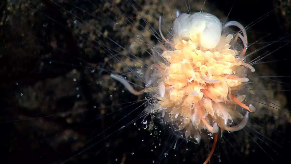 "ເກມບິນ monster pasta" ຈາກທາງລຸ່ມ seabed ໄດ້: ວິດີໂອ