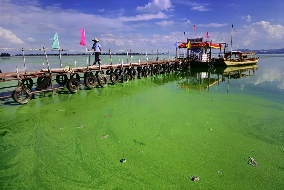 Karibsko morje je zajelo strupene alge