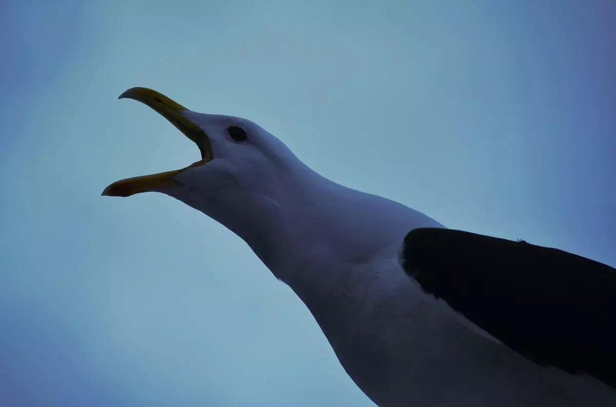 Seagulls ໄດ້ເປີດສາຍຕາຂອງແມວຊາຍຝັ່ງທະເລຫນຸ່ມ