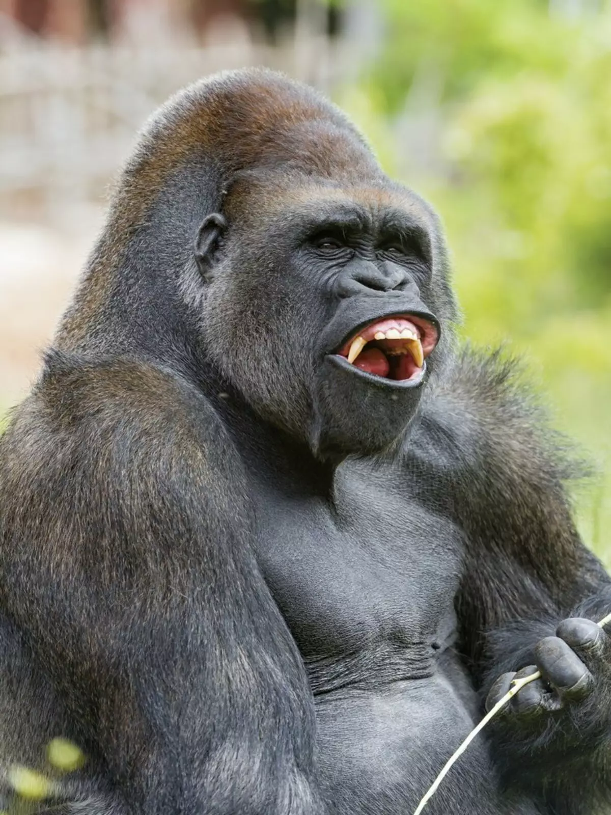 Gorilla Coco môže hovoriť