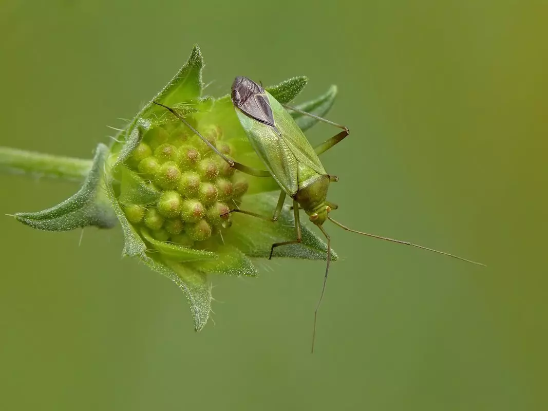 Ndiyoyikeka ngomsindo. I-bugs inokubheja njenge tiger