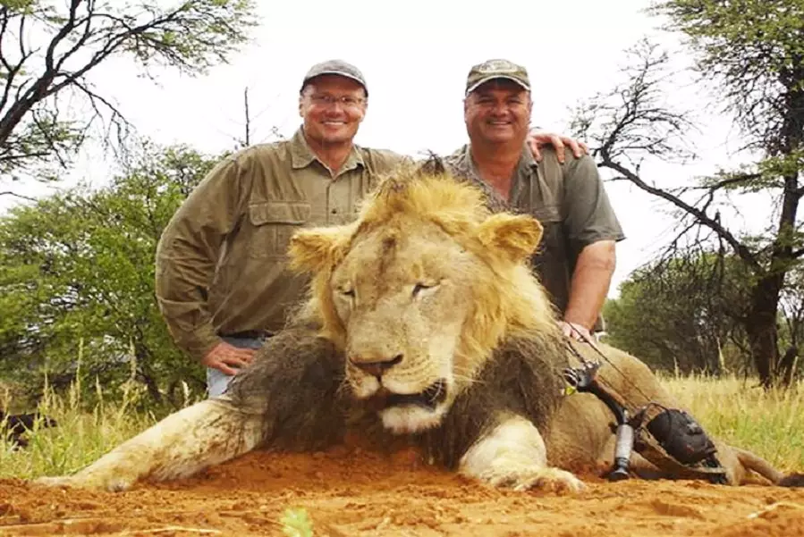 Killer Lion Cecil återvänder till jobbet