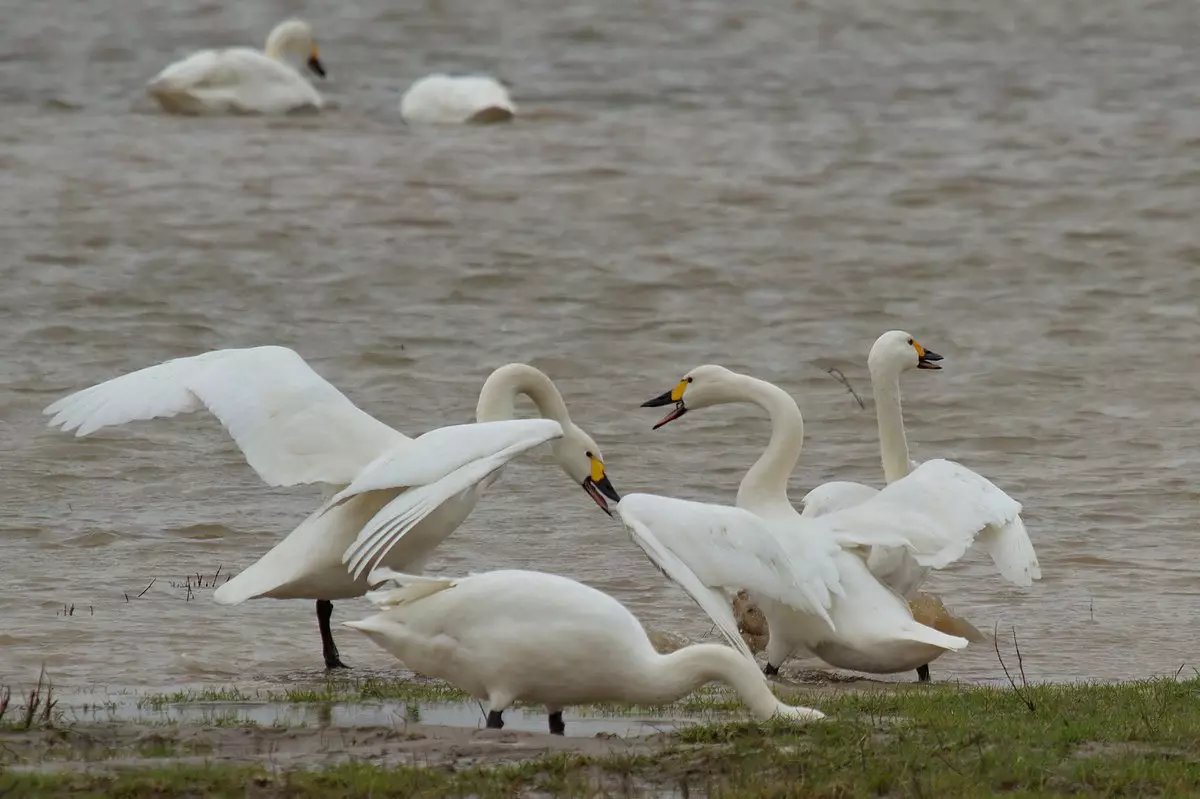 Ornithologist vəhşi swars uçuş gedəcək