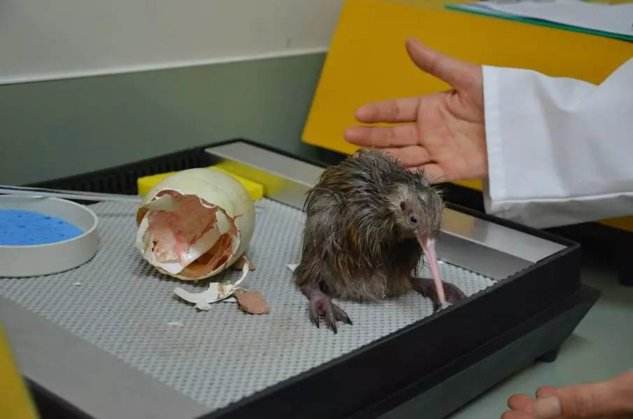 Video: Kiwi Baby birtist á