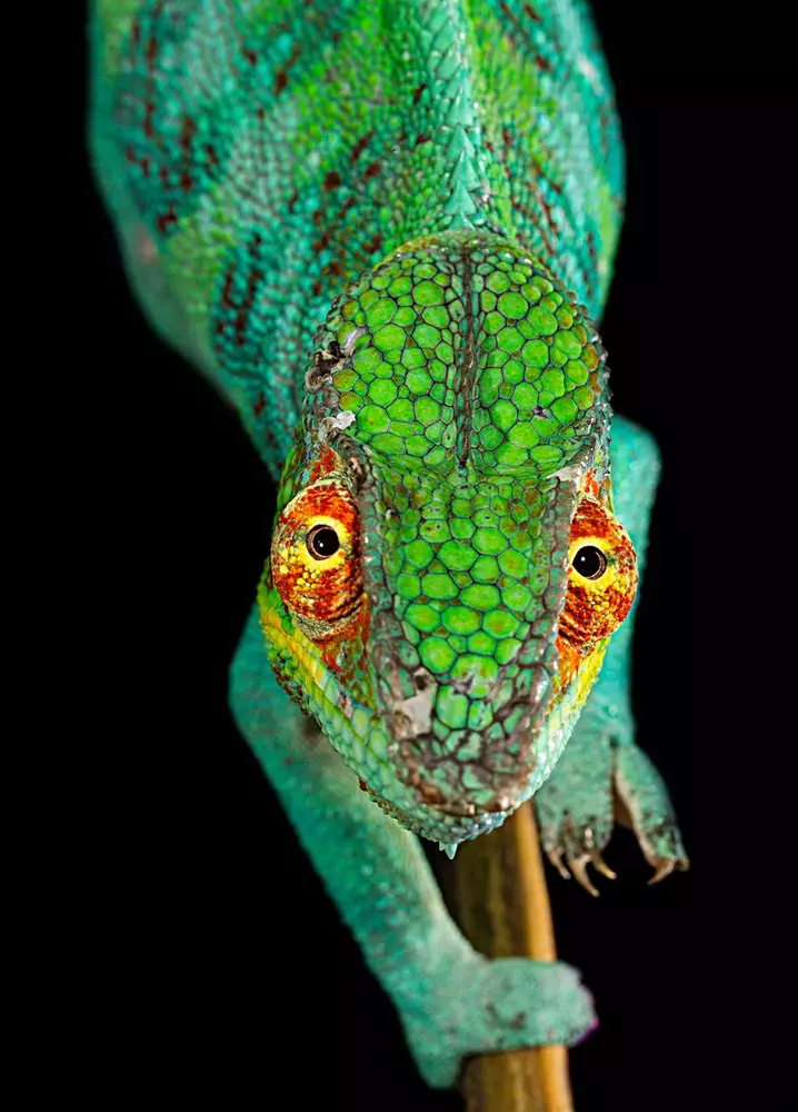 Culoarea reală a lui Chameleon