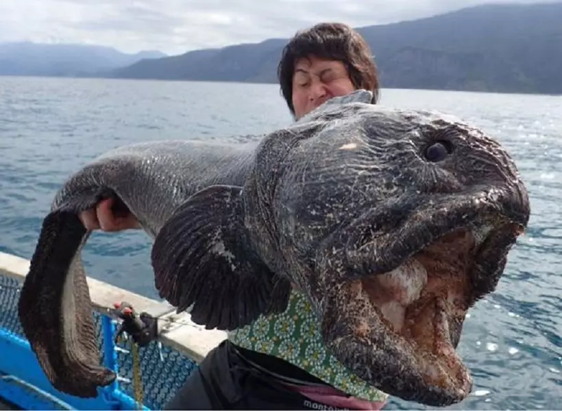 Giant Tobulk-mutant fångad i Japan