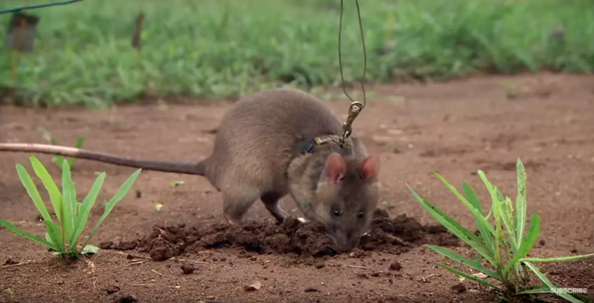 Szczury szczurzy są lepsze niż detektory metalowe: min Nie!
