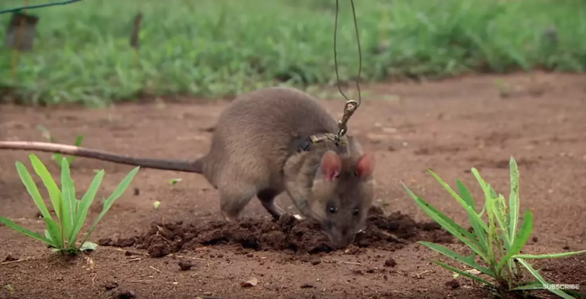 Rat Sappers zijn beter dan metaaldetectoren: MIN NO!