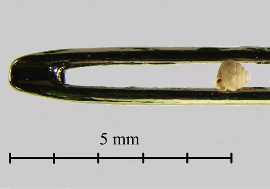 Το πιο μικροσκοπικό σαλιγκάρι στον κόσμο που βρέθηκαν στην Κίνα