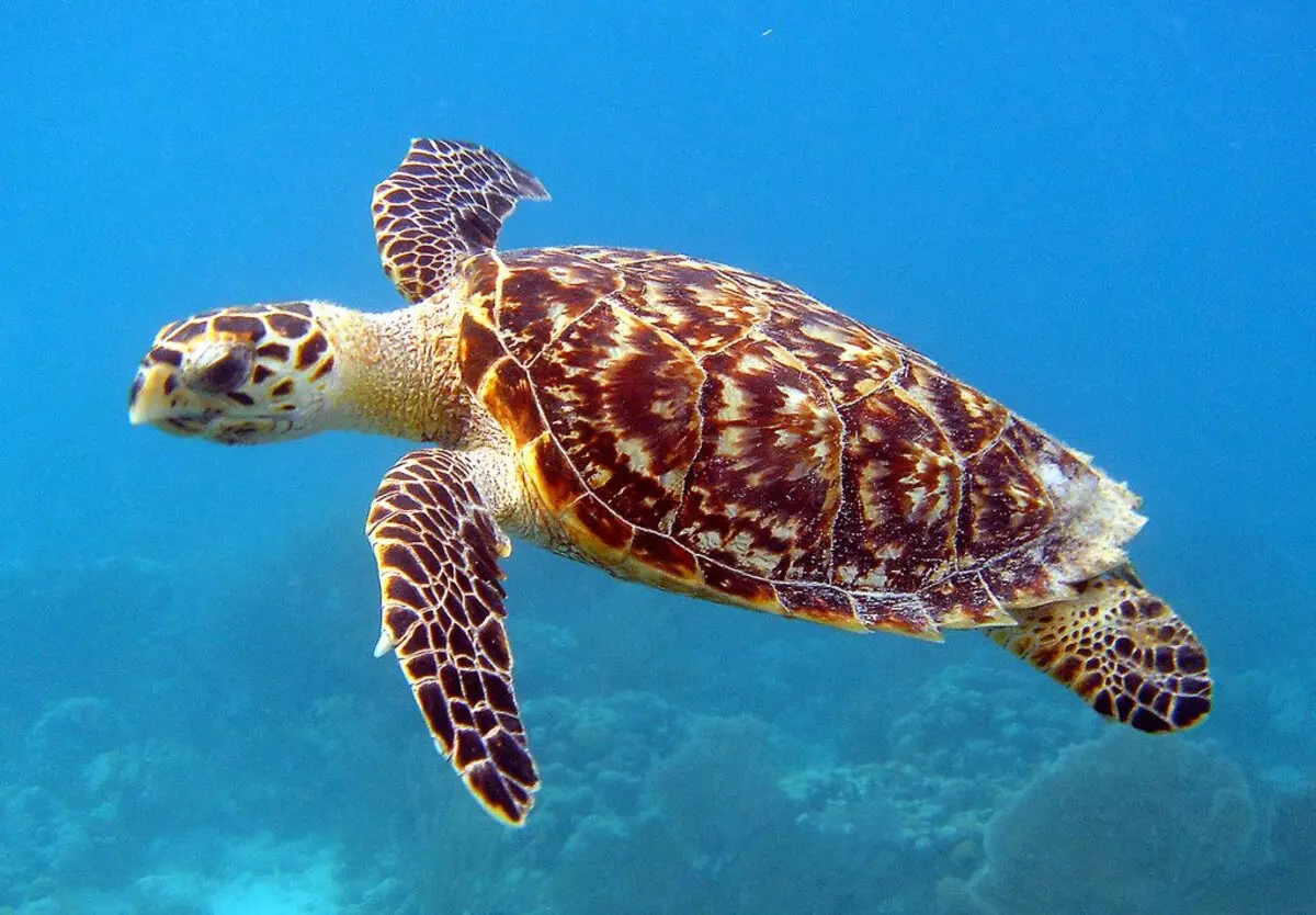 Fideo: Seeskildpadden kinne gloarje