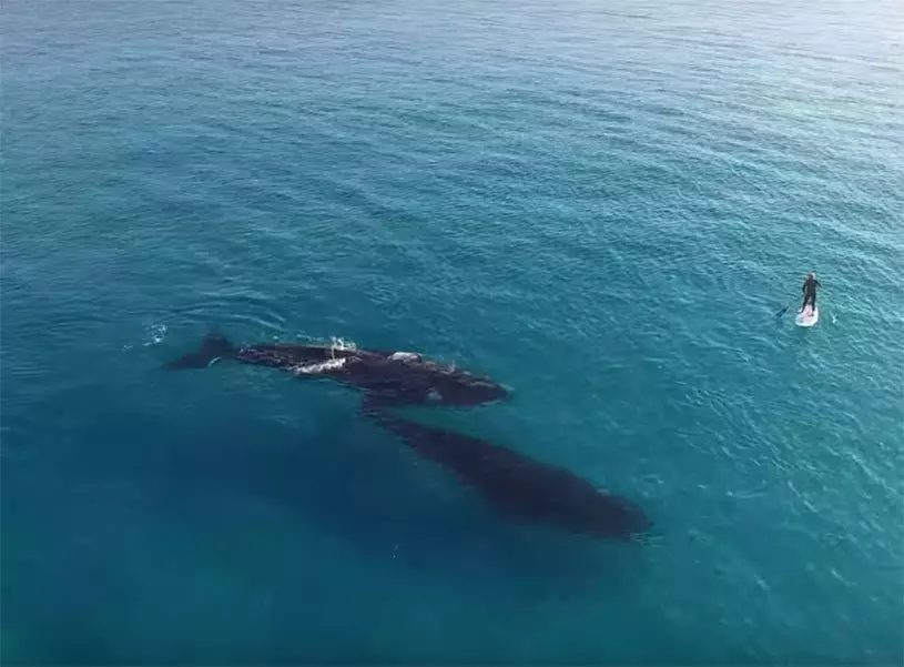 Wideo: Spotkanie południowych wielorybów i mężczyzny