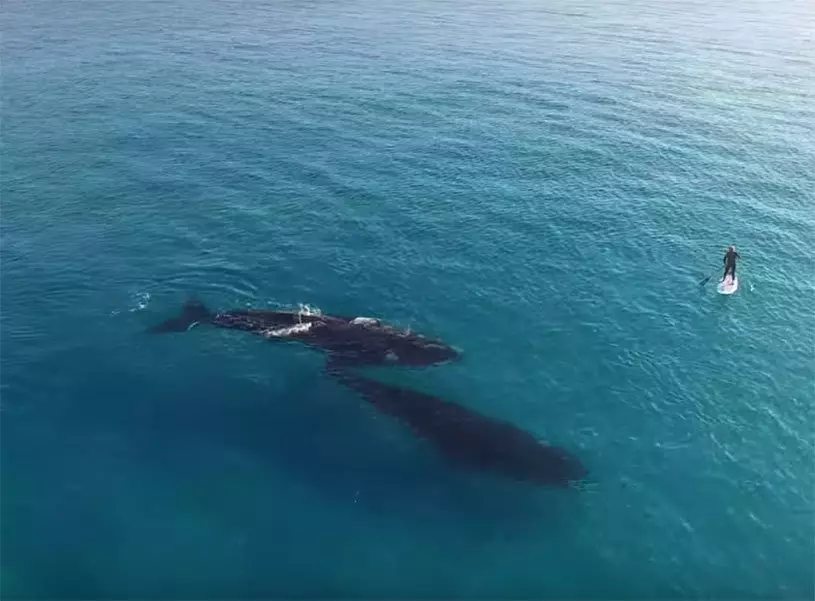 Video: meeting of southern whales and man