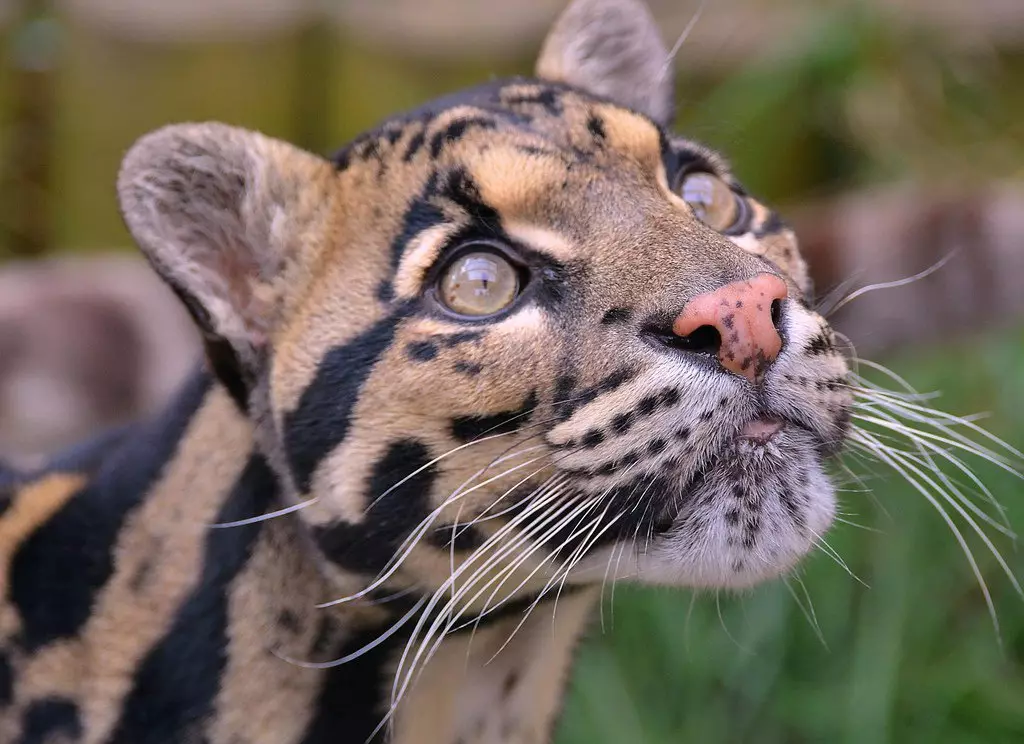 W USA utwórz "zamrożone zoo"