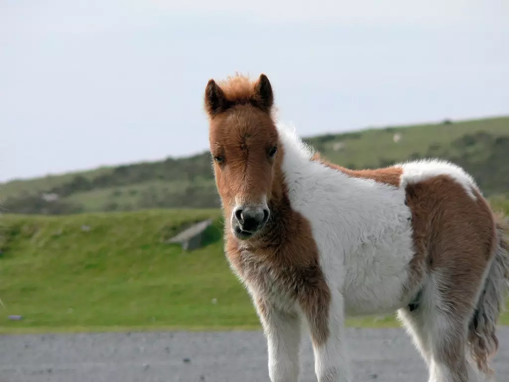 In het Verenigd Koninkrijk verschijnt reflecterende pony