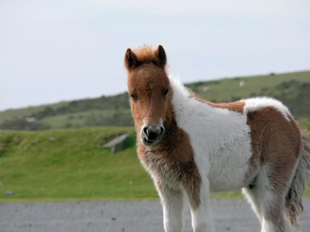 Ing Inggris, pony reflektif bakal katon