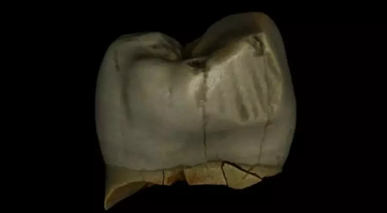 Neanderthals ir aizdomas par mutes dobuma aprūpi