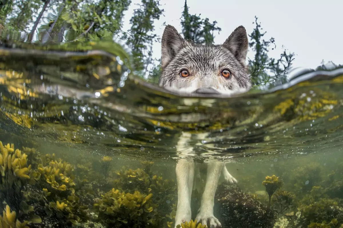 Sea Wolves: Anomaly eða Echoes af fortíðinni?