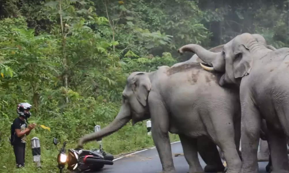 فیل ها دوچرخهسواری را از جاده سوار کردند