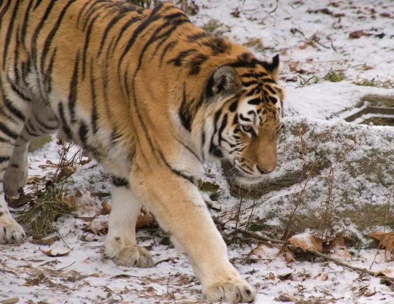 Tiger încăpățânat a trecut la 700 km nord