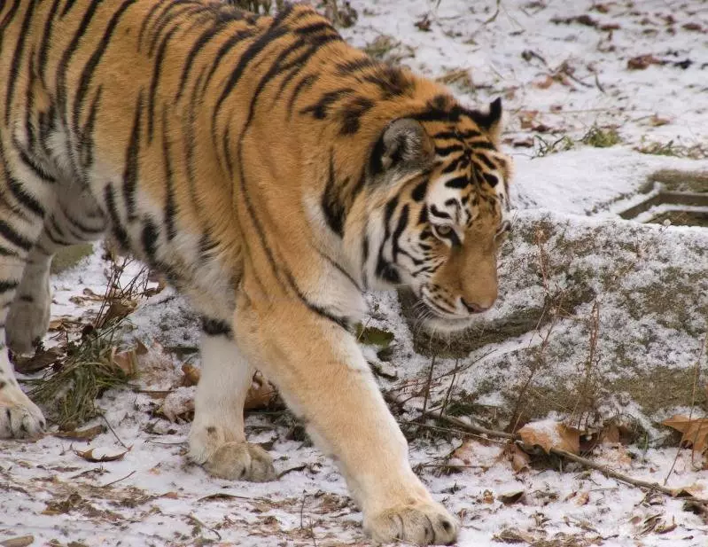 Tiger banenkani wegqitha 700 km ngasentla