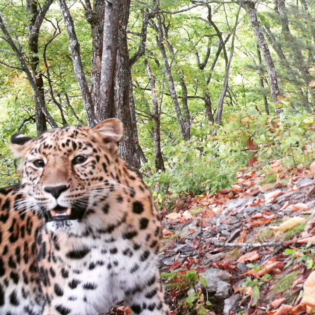 O famoso leopardo primorsky morreu em um acidente