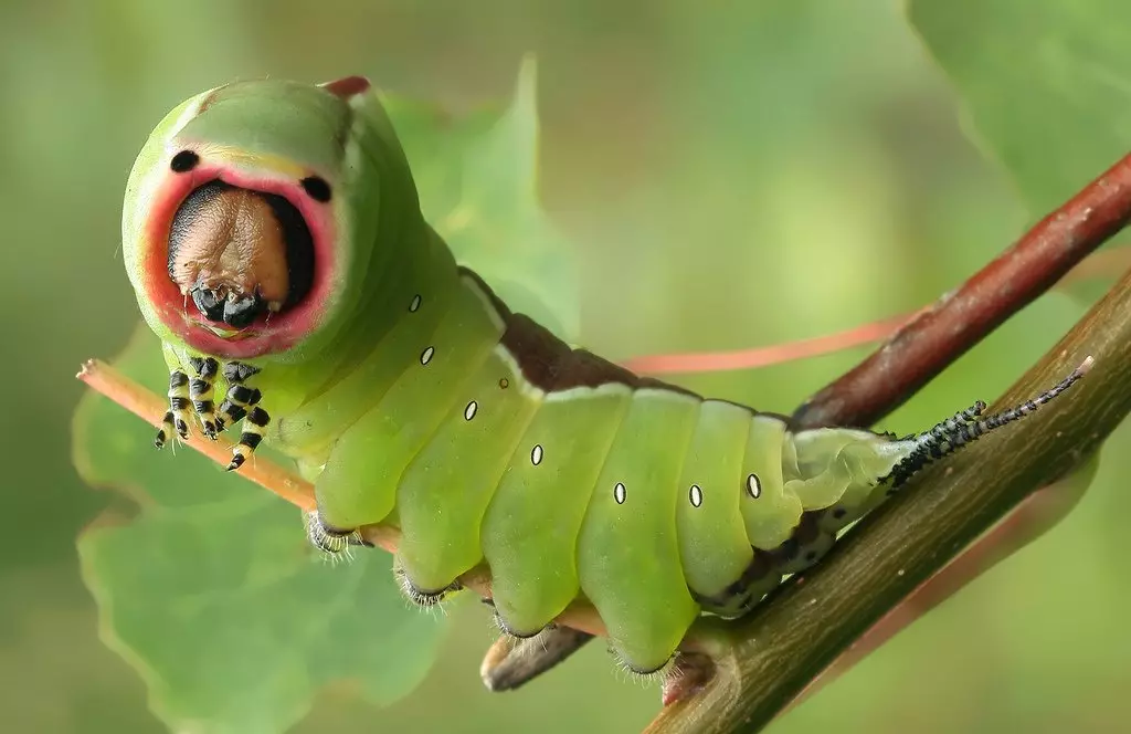 7 lagartas incrivelmente belas