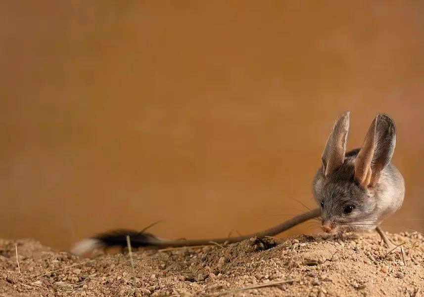 Desperate Tuskchiki iekrita anabiozē ledusskapī