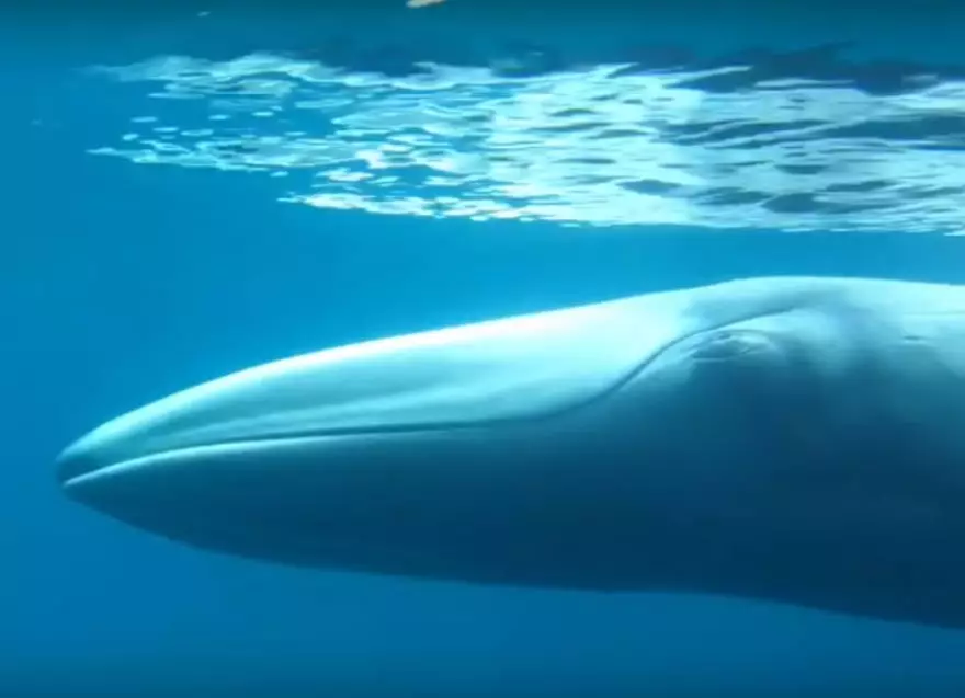 Pertemuan pertama dengan paus yang malang: Video