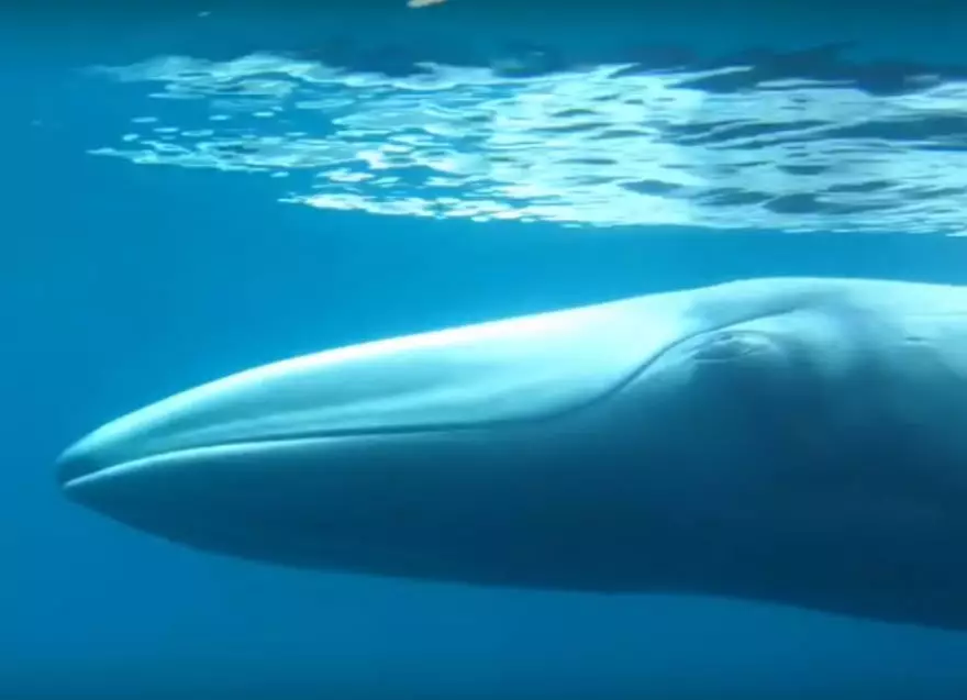 Prvi sastanak sa nesretan Whale: video