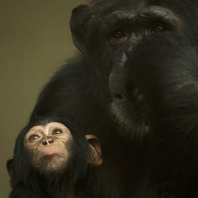 Chimpansees geven om hun gehandicapten
