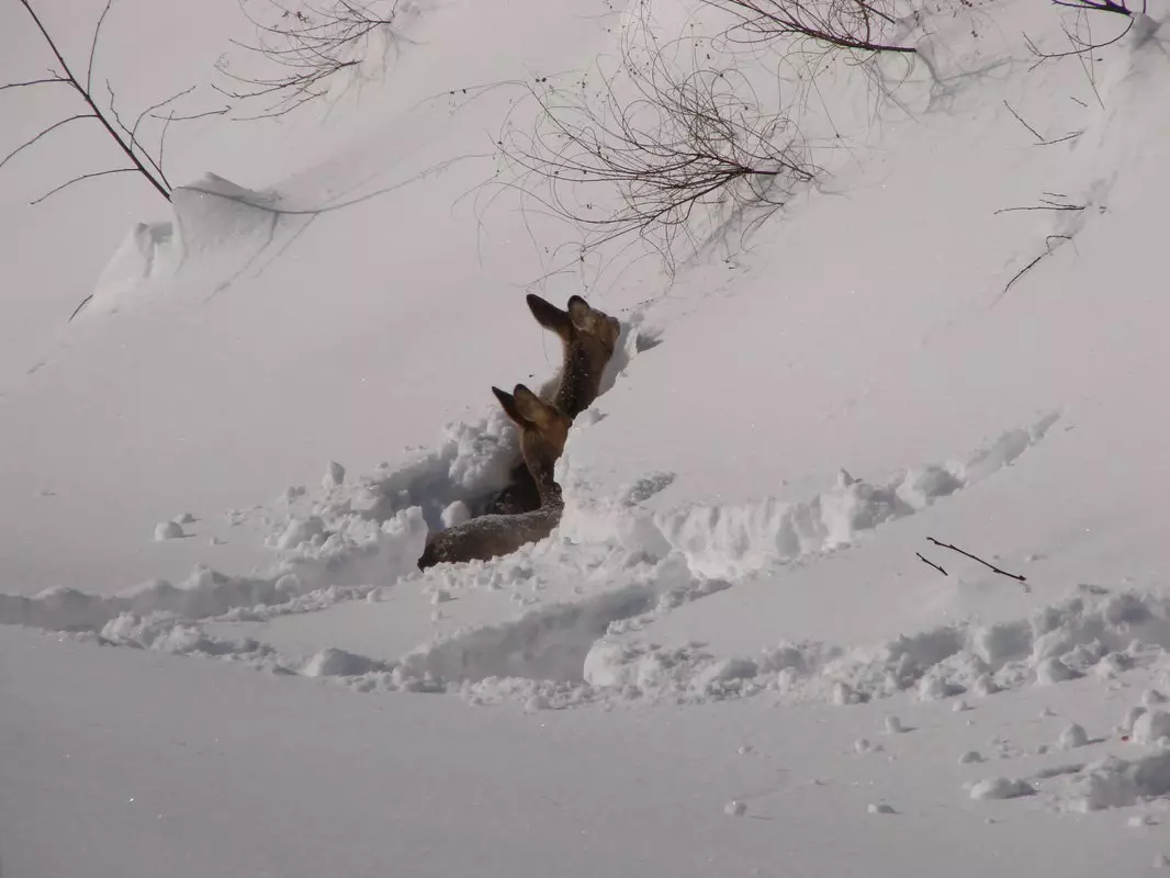 WWF lanza la campaña para salvar al tigre de Amur